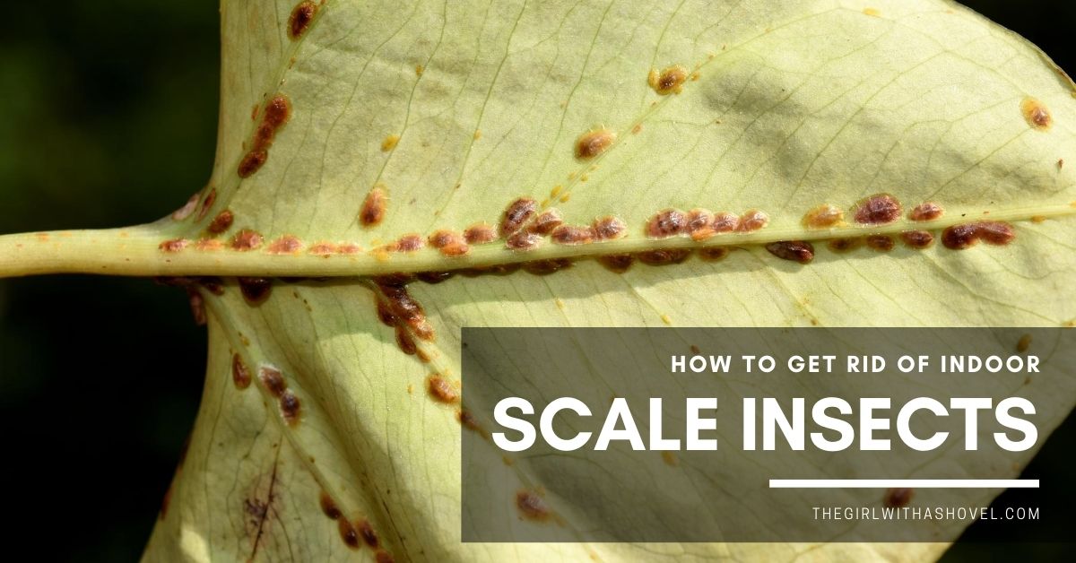 How to Get Rid of Brown Soft Scale - The Girl with a Shovel