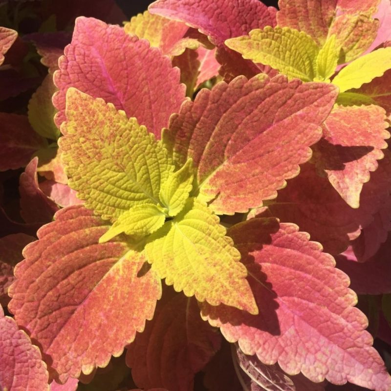 14 Coleus Varieties to bring Color to your Shade Garden
