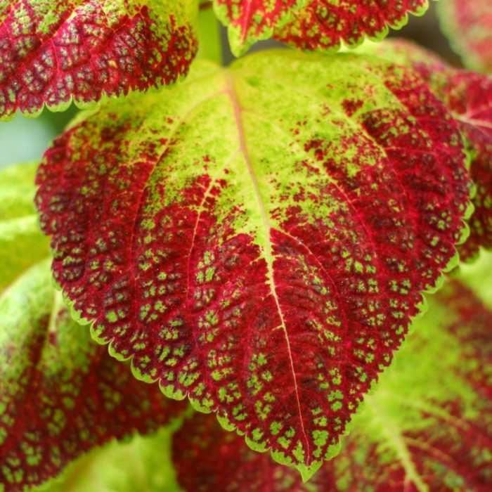 14 Coleus Varieties to bring Color to your Shade Garden