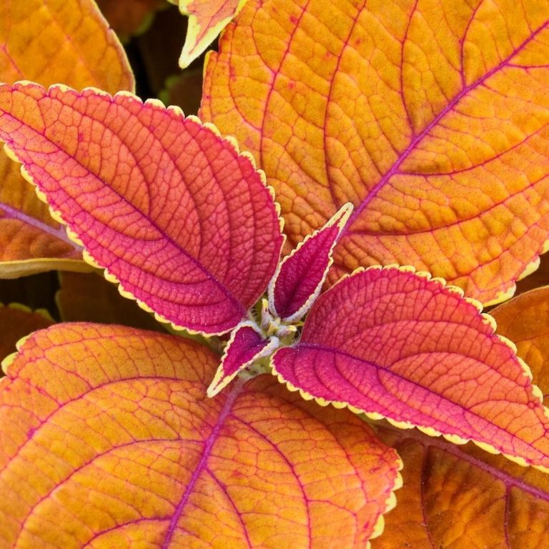 14 Coleus Varieties to bring Color to your Shade Garden