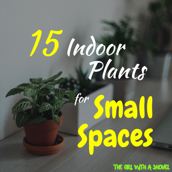 15 Indoor Plants for Small Spaces - The Girl with a Shovel