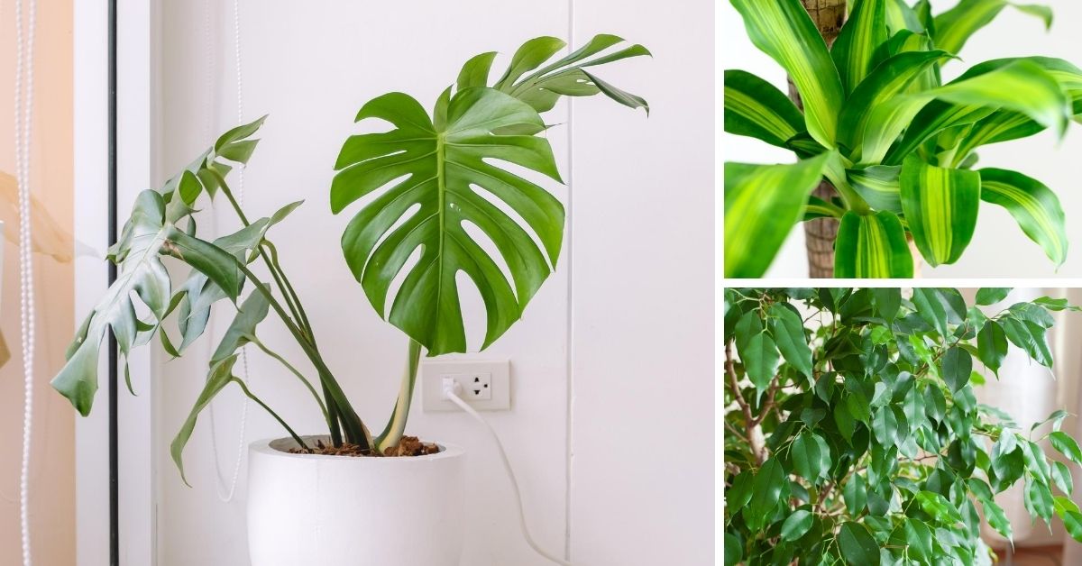 Top 10 Large Indoor Plants The Girl With A Shovel top-10-large-indoor-plants-the-girl-with-a-shovel