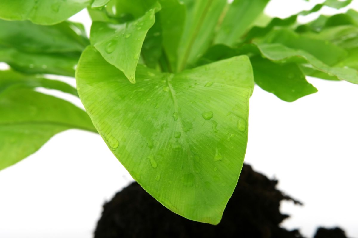 10 Quick Tips to Keep your Indoor Plants Alive - The Girl with a Shovel