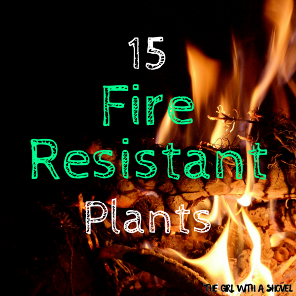 15 Fire Resistant Perennials - The Girl with a Shovel