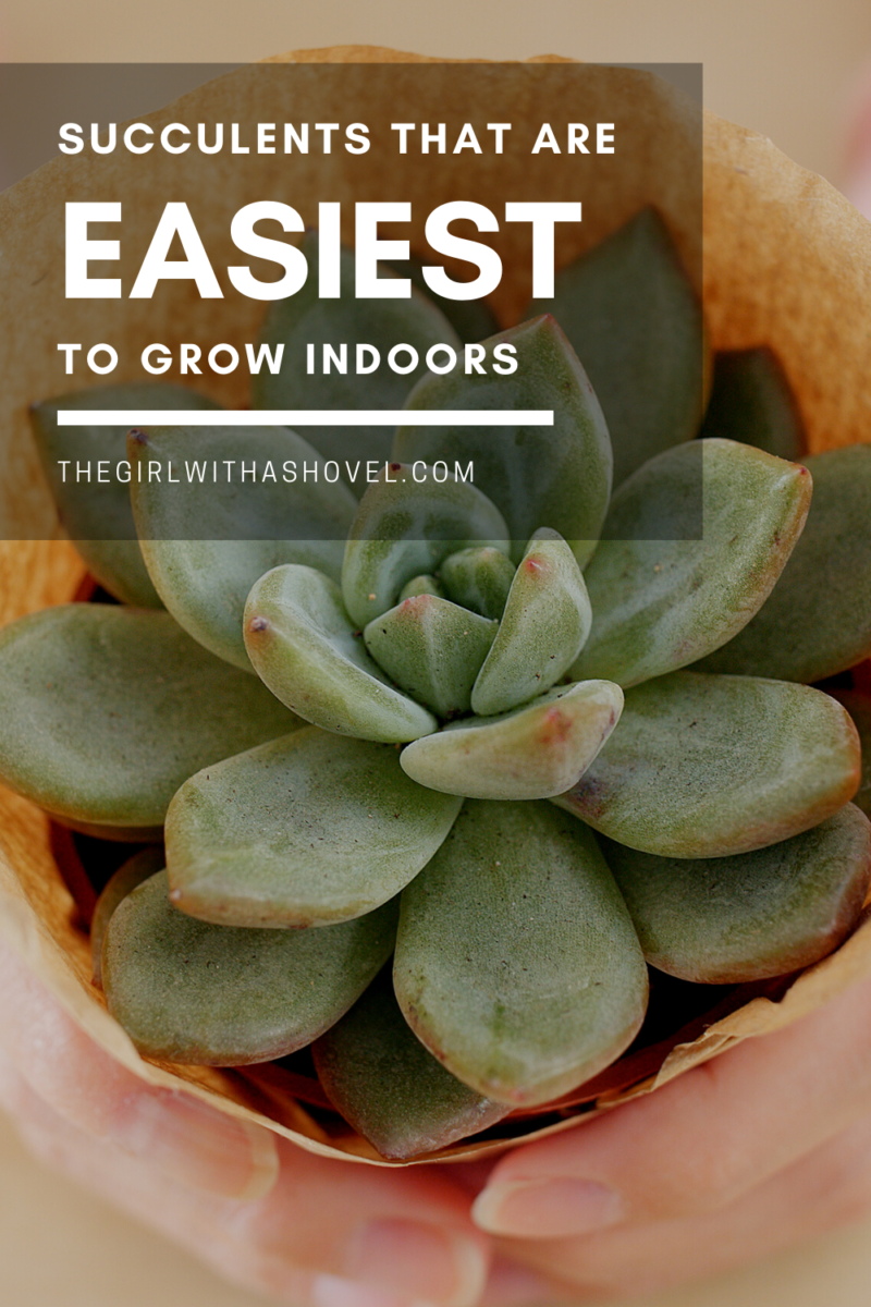12 Easiest Succulents to Grow Indoors | The Girl with a Shovel