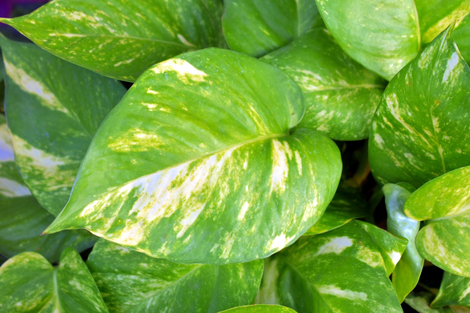 The Ultimate Guide to Pothos Plant Care [+Free Care Pages!]