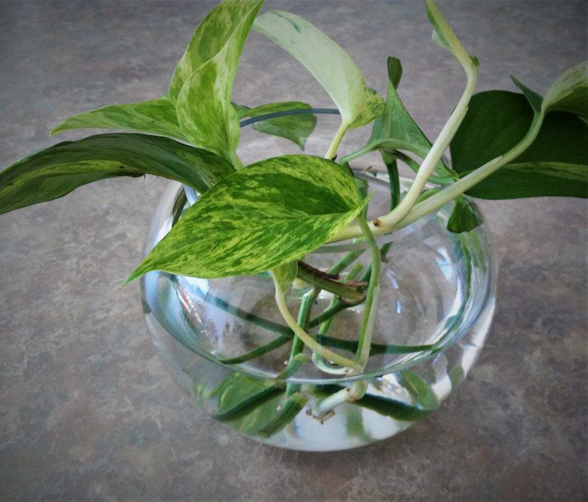 The Ultimate Guide to Pothos Plant Care [+Free Care Pages!]