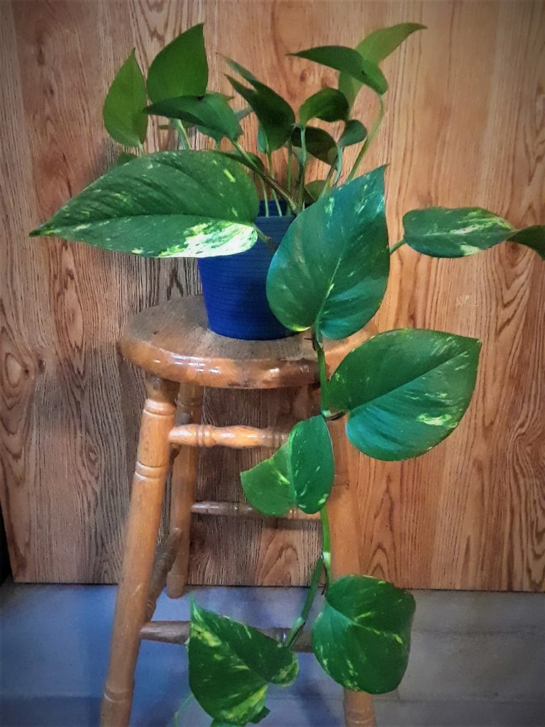 How to Propagate Pothos in Water or in Soil! - The Girl with a Shovel