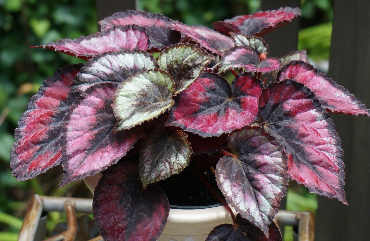 10 Colorful Indoor Plants for your Home - The Girl with a Shovel