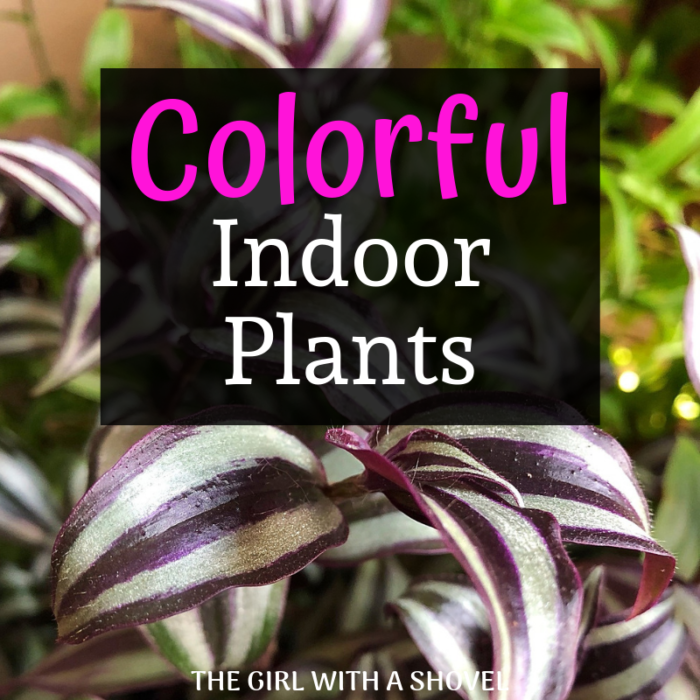 10 Colorful Indoor Plants for your Home - The Girl with a Shovel