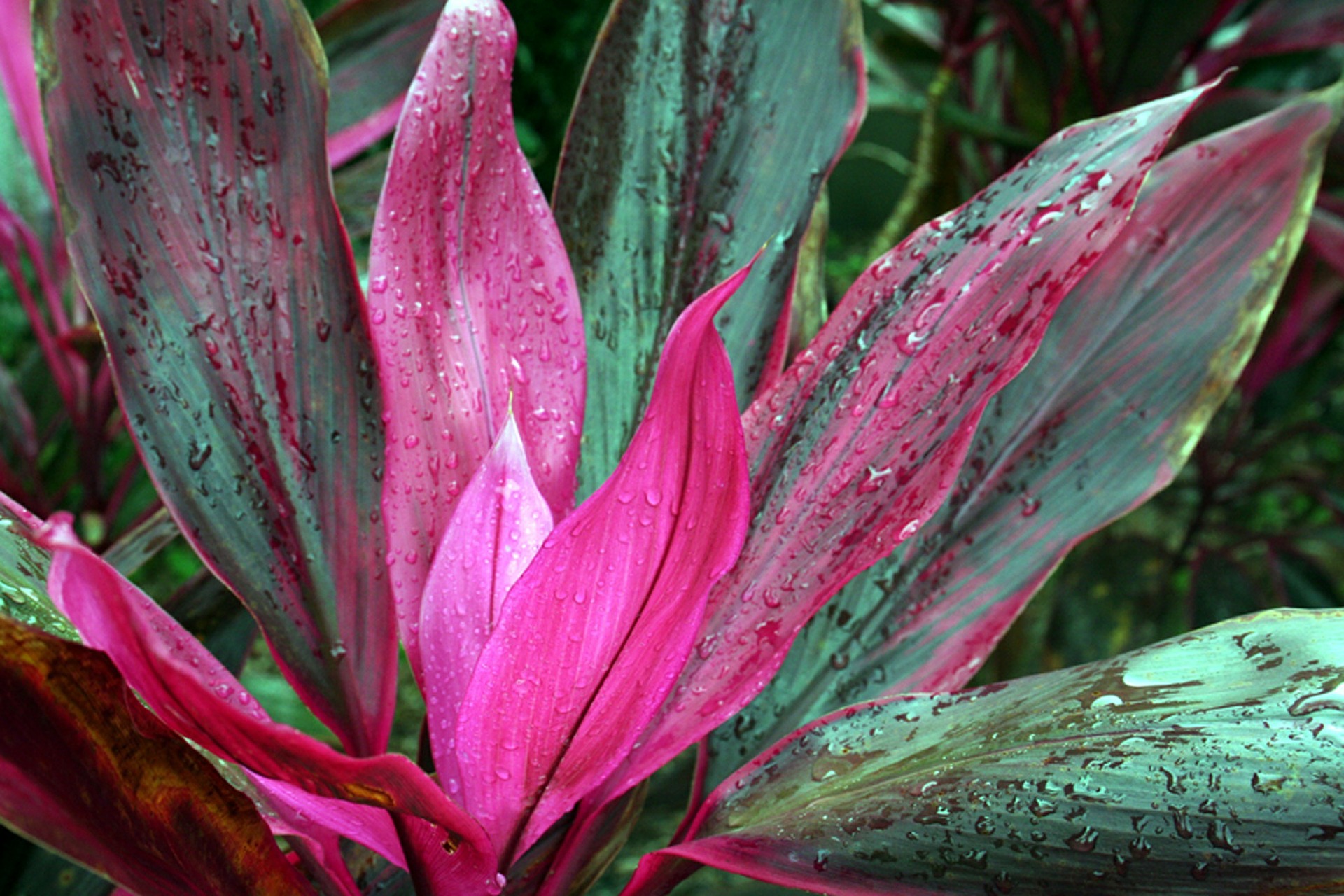 10 Low-Maintenance, Modern Indoor Plants - The Girl with a Shovel