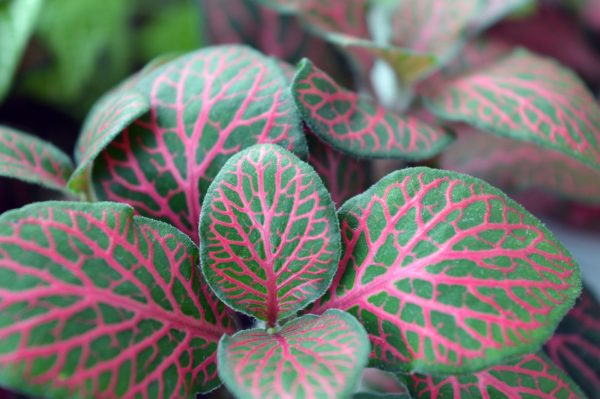 10 Colorful Indoor Plants for your Home - The Girl with a Shovel