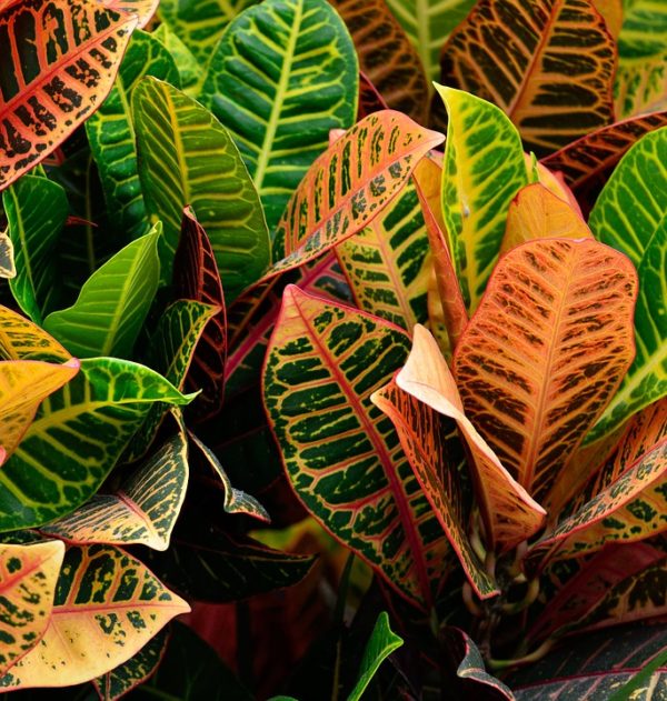 10 Colorful Indoor Plants for your Home - The Girl with a Shovel