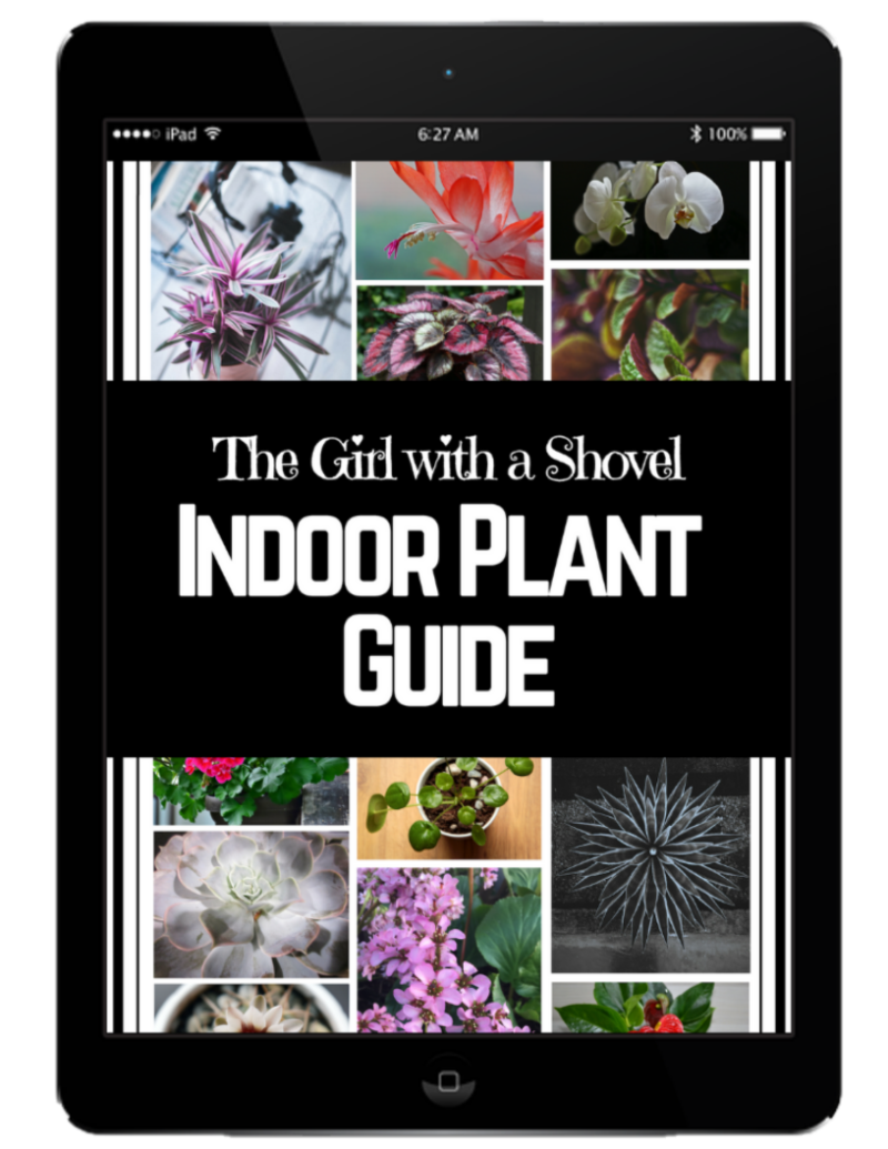 The Complete Indoor Plant Bundle - The Girl with a Shovel