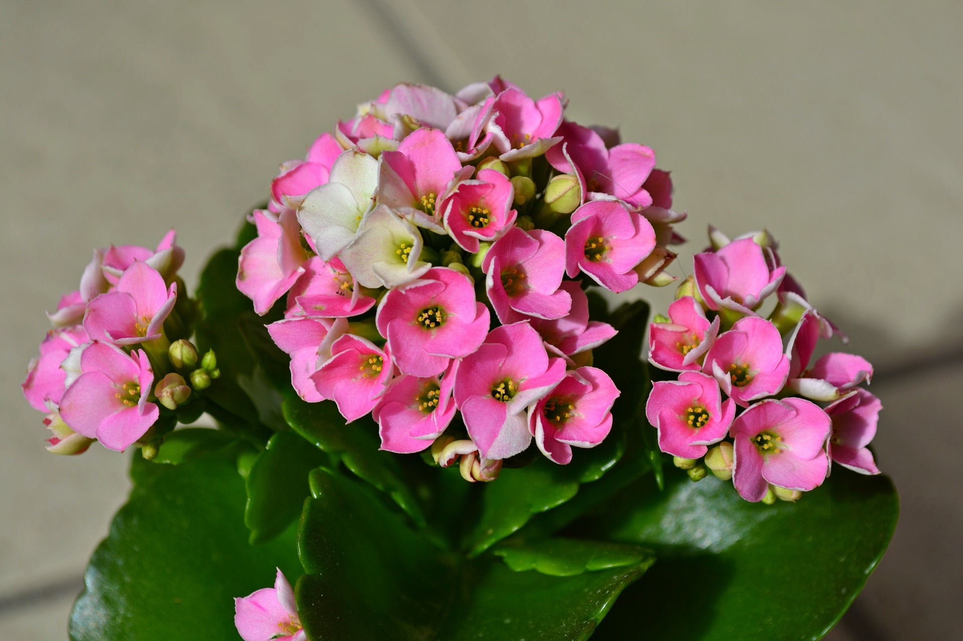 10 Gorgeous Flowering Houseplants - The Girl with a Shovel