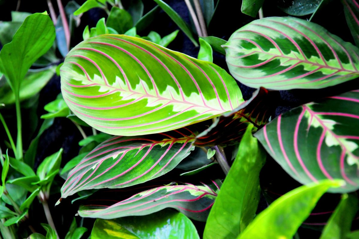 10 Colorful Indoor Plants for your Home - The Girl with a Shovel