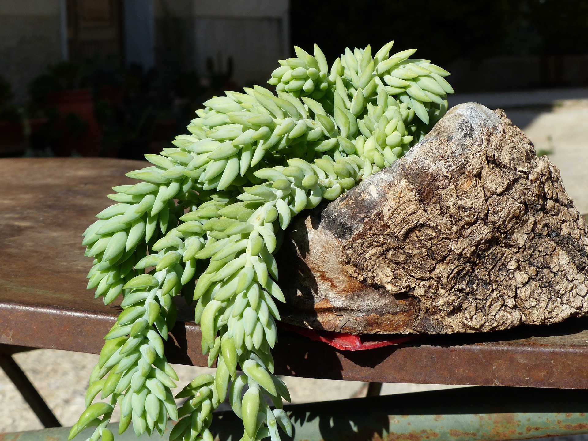 9 Best Hanging Plants for the Indoors - The Girl with a Shovel