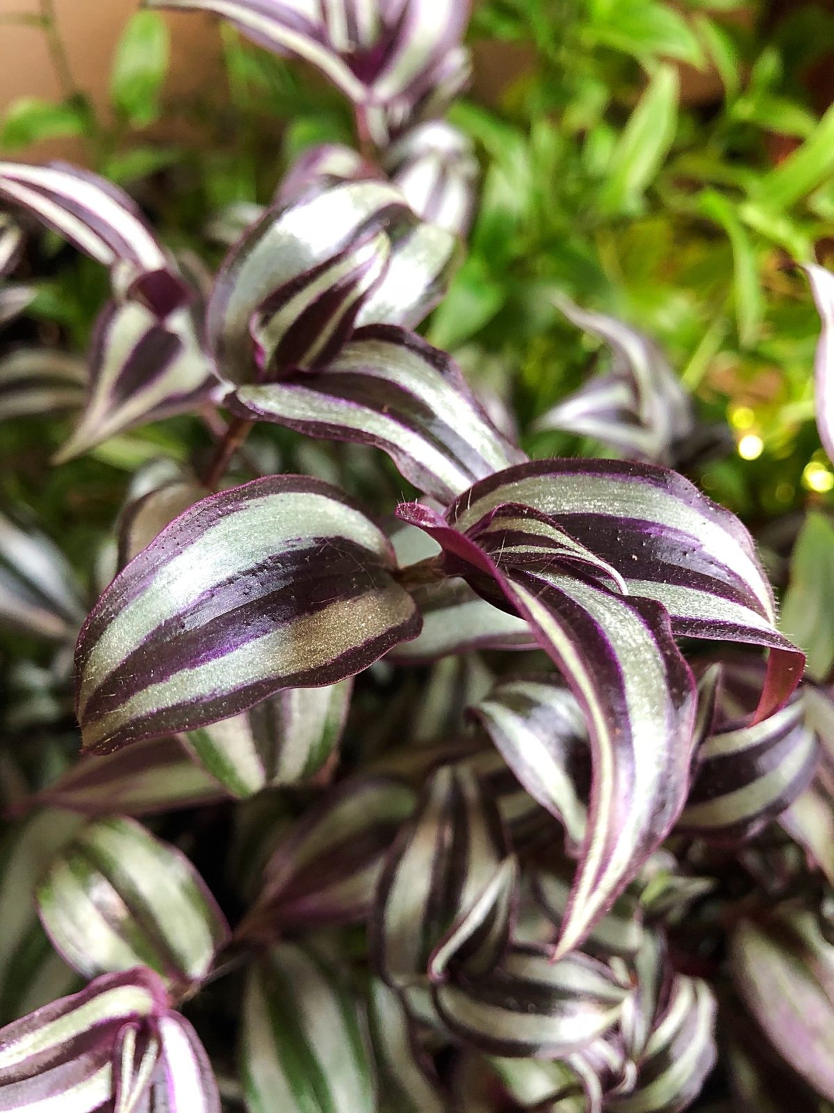 10 Colorful Indoor Plants for your Home - The Girl with a Shovel