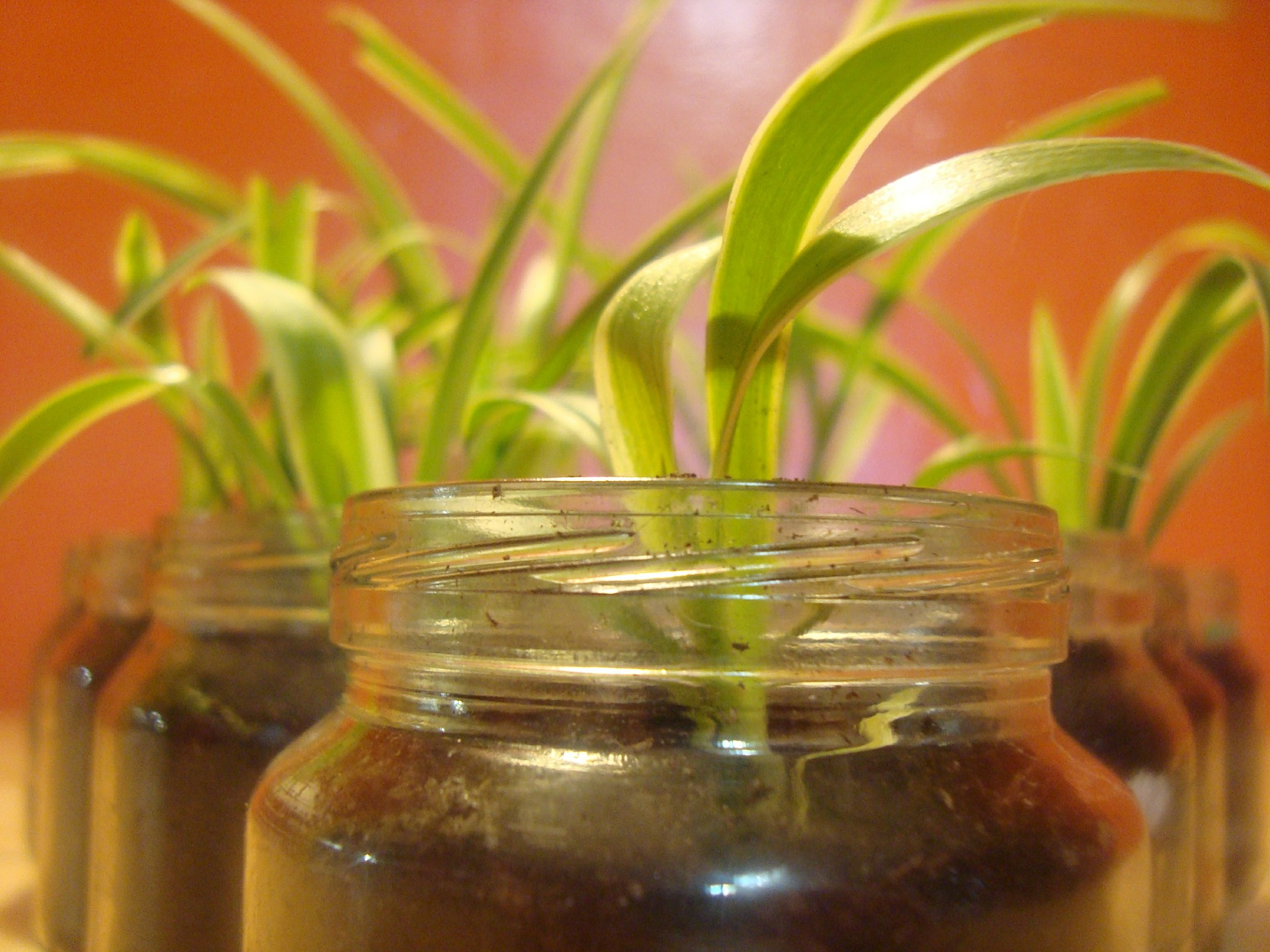 The 3 Keys to Spider Plant Care - The Girl with a Shovel