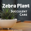 Zebra Plant Succulent Care - The Girl with a Shovel
