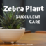 Zebra Plant Succulent Care - The Girl with a Shovel