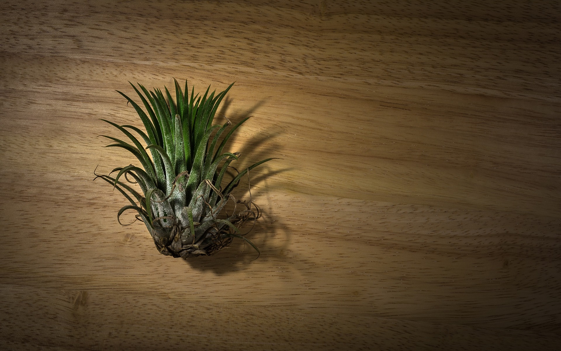 How to Water your Air Plants the RIGHT Way! the RIGHT Way! - The Girl ...