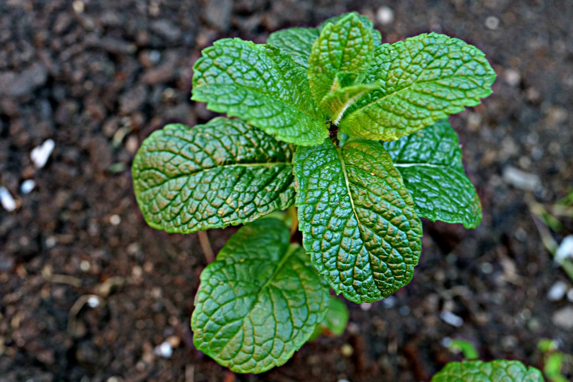 3 Keys To Outdoor Mint Plant Care The Girl With A Shovel