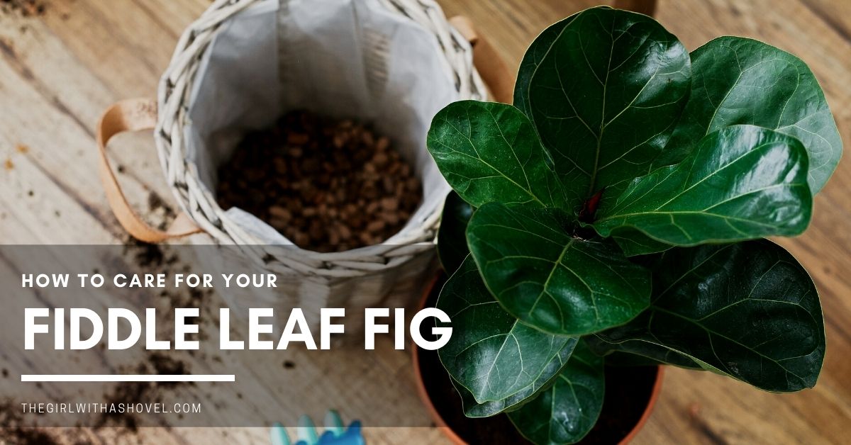 The Complete Proven Guide to Grow a Fiddle Leaf Fig Tree: How to Keep ...
