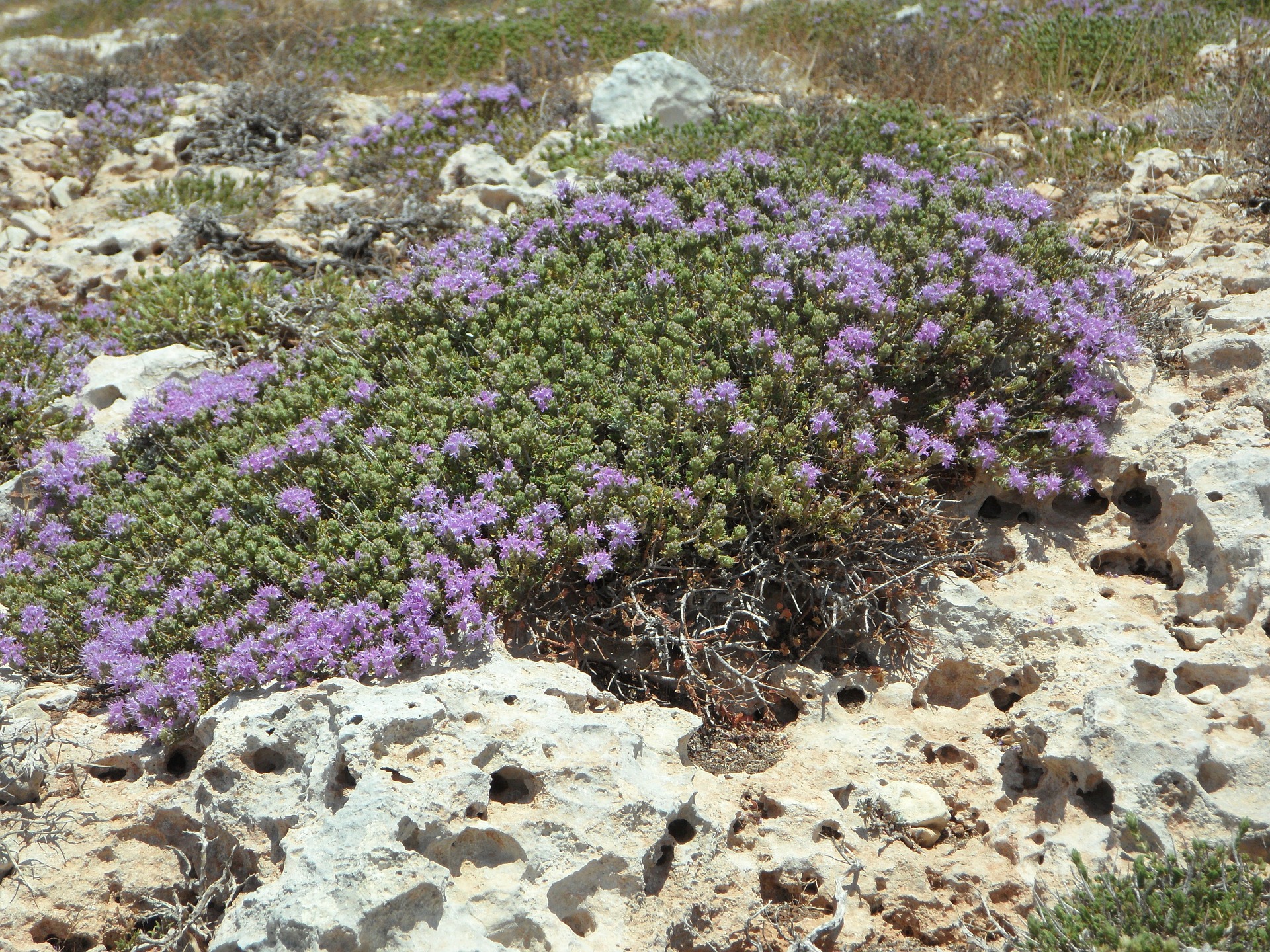 The 3 Keys to Indoor Thyme Plant Care - The Girl with a Shovel