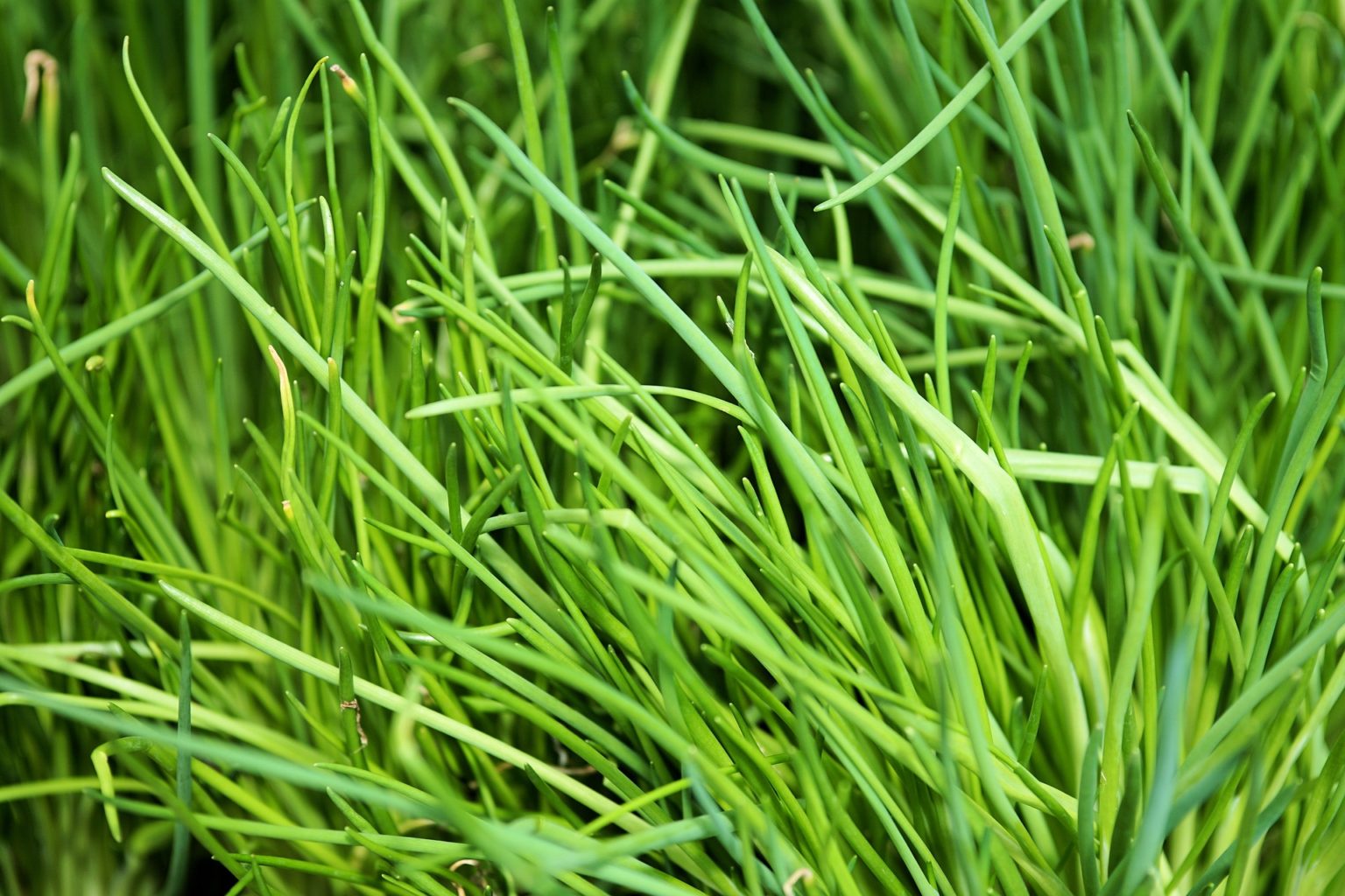 The 3 Keys to Indoor Chive Plant Care! - The Girl with a Shovel
