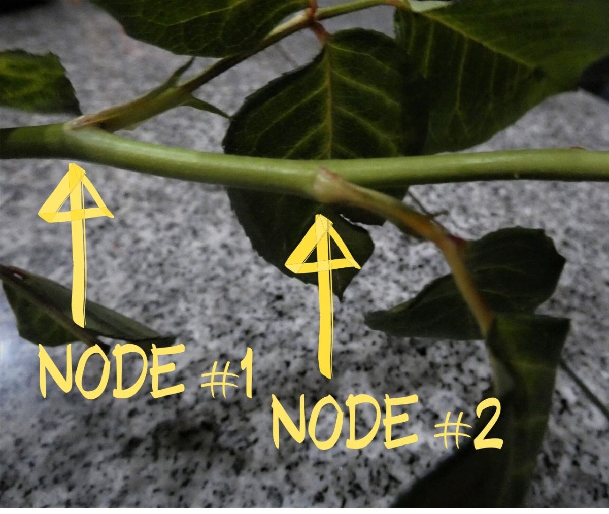 3 Simple Steps to Grow Roses from Cut Flowers - The Girl with a Shovel