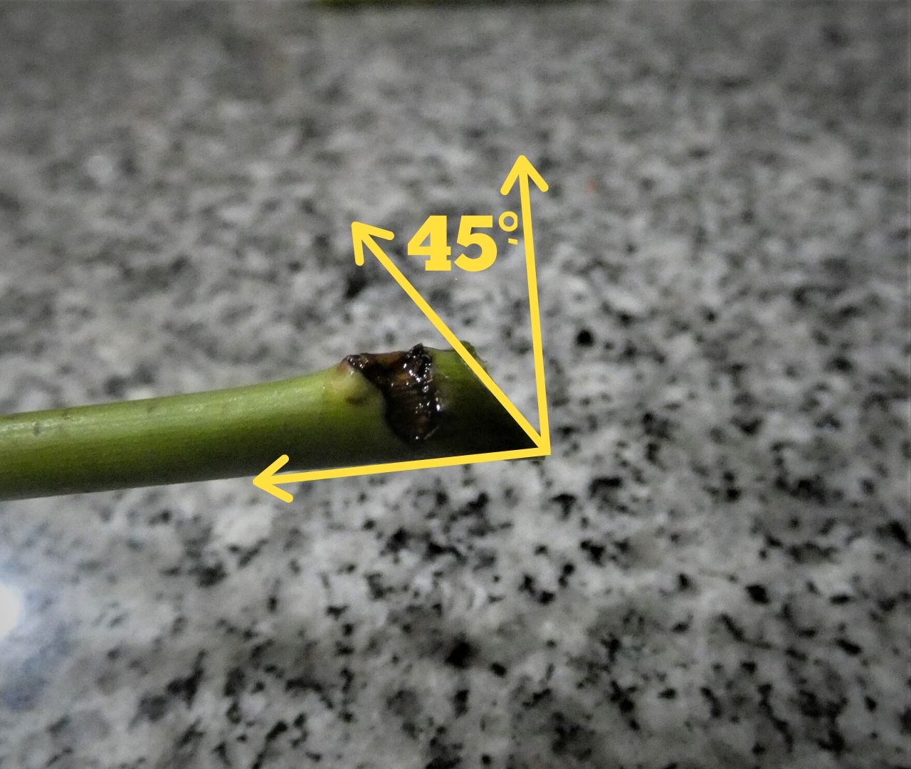 3 Simple Steps to Grow Roses from Cut Flowers - The Girl with a Shovel