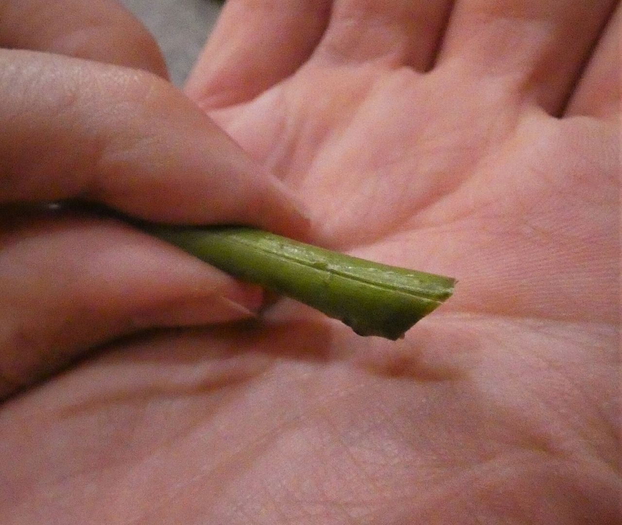 3 Simple Steps to Grow Roses from Cut Flowers - The Girl with a Shovel