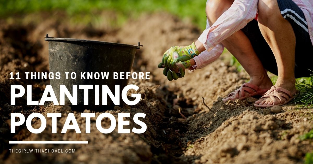 How to Plant Potatoes at Home: 11 Things You Should Know