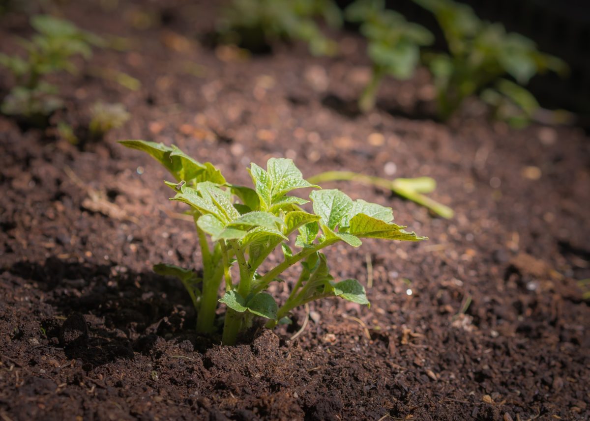 How to Plant Potatoes at Home: 11 Things You Should Know
