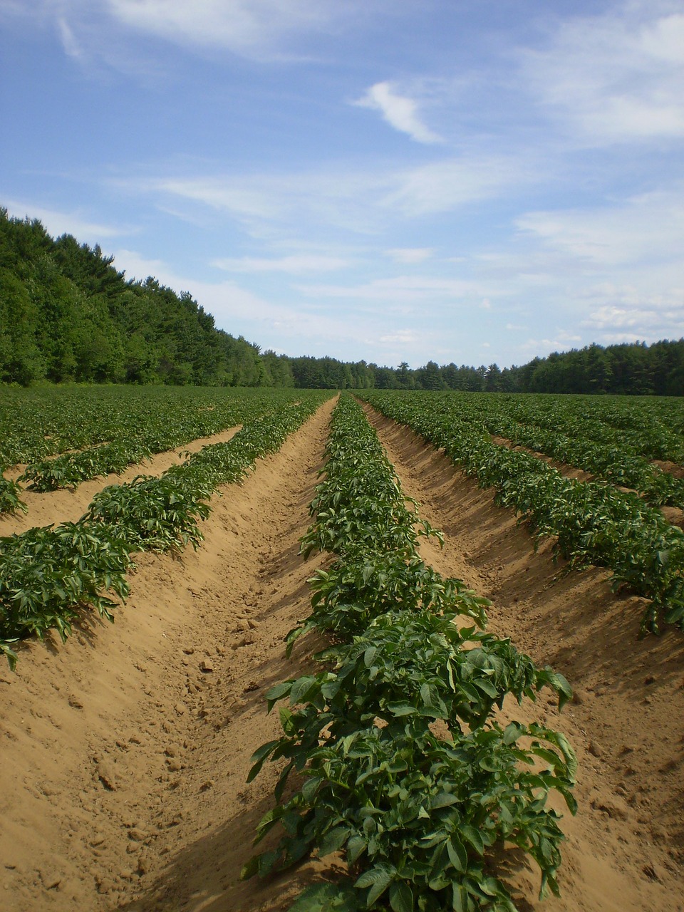 How to Plant Potatoes at Home: 11 Things You Should Know