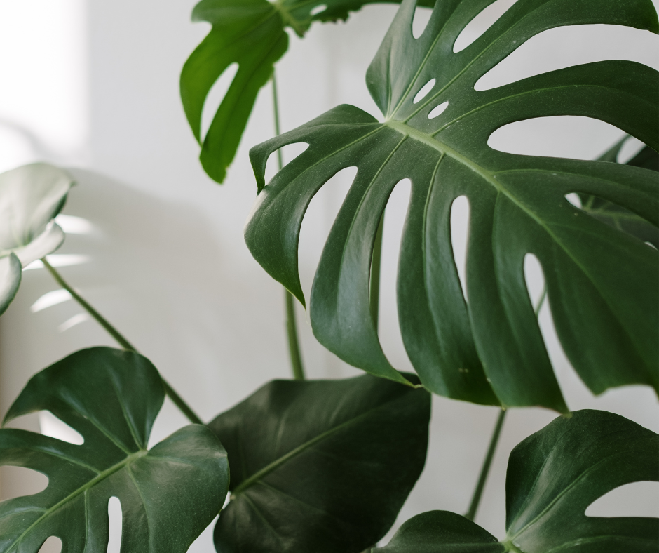 How to Care for Monstera Deliciosa (and grow HUGE leaves!)