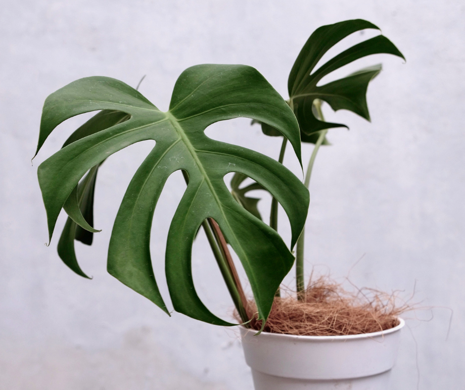How to Care for Monstera Deliciosa (and grow HUGE leaves!)