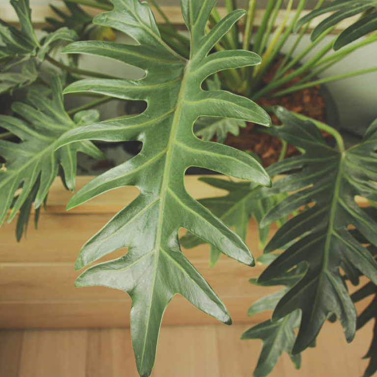 Split Leaf Philodendron vs Monstera: The 6 Key Differences