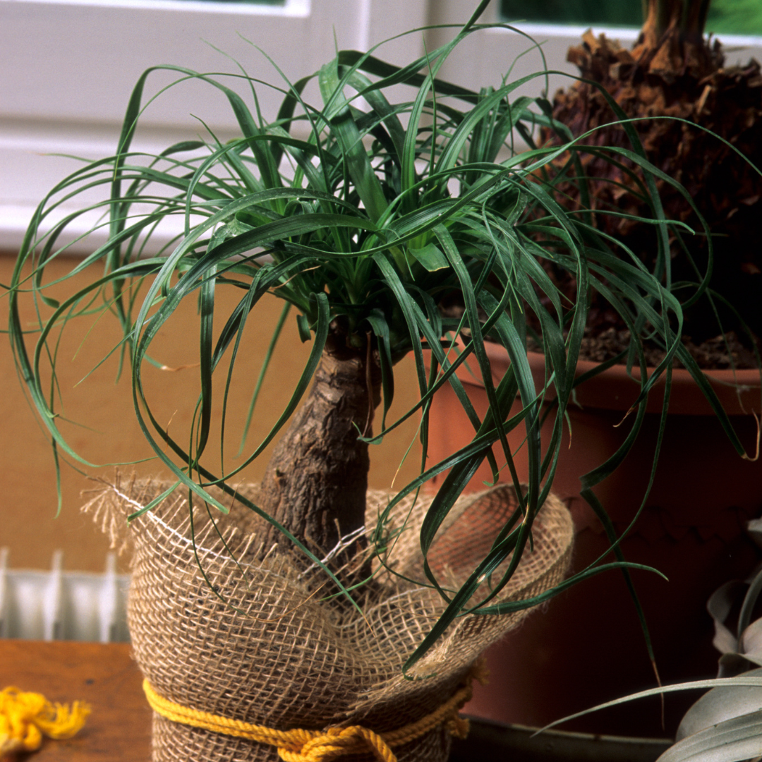 25 Best Low Light Indoor Succulents for Busy Plant Parents - The Girl ...