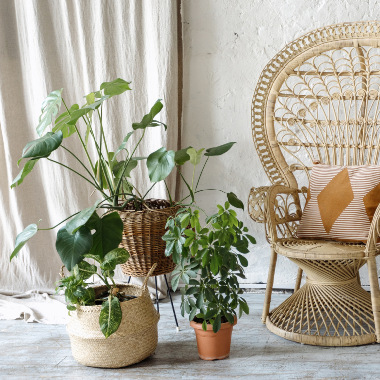 30 Best Indoor Plants to Create a Chic Boho Interior - The Girl with a ...