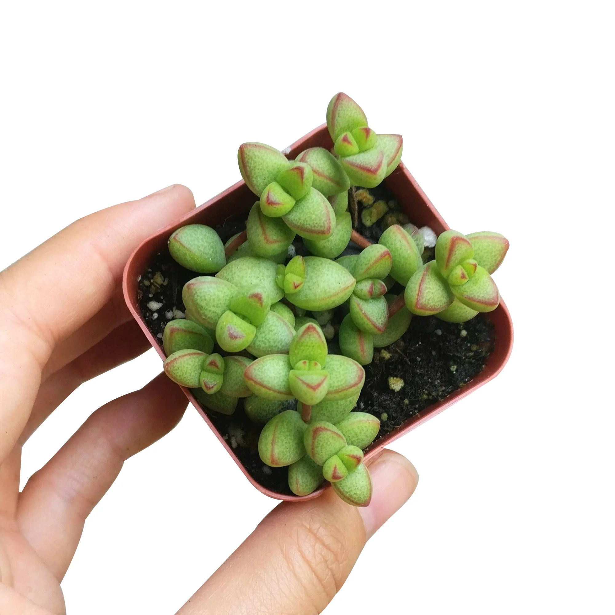 31 Fuzzy Succulent Plants that make you go "Awww!"