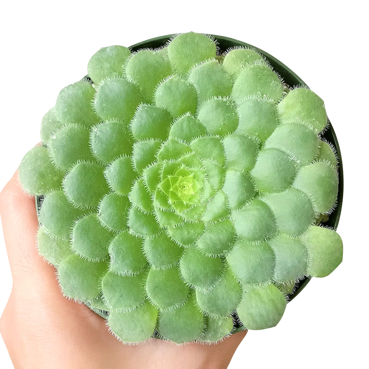 31 Fuzzy Succulent Plants that make you go "Awww!"