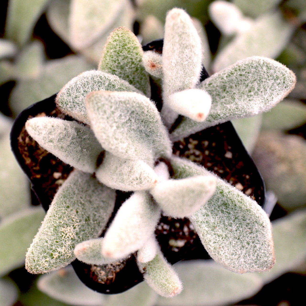 31 Fuzzy Succulent Plants that make you go "Awww!"
