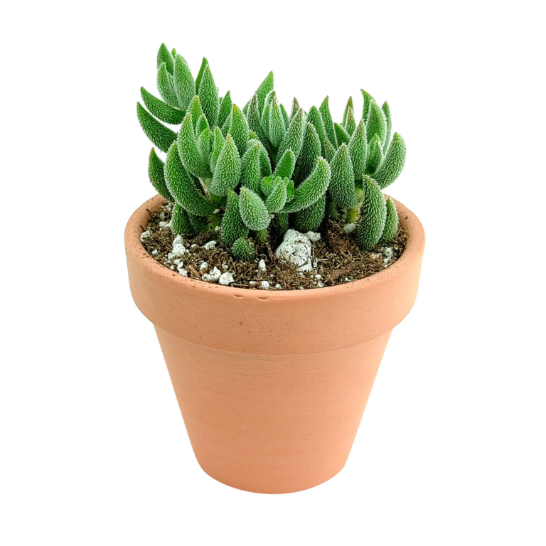 31 Fuzzy Succulent Plants that make you go "Awww!"