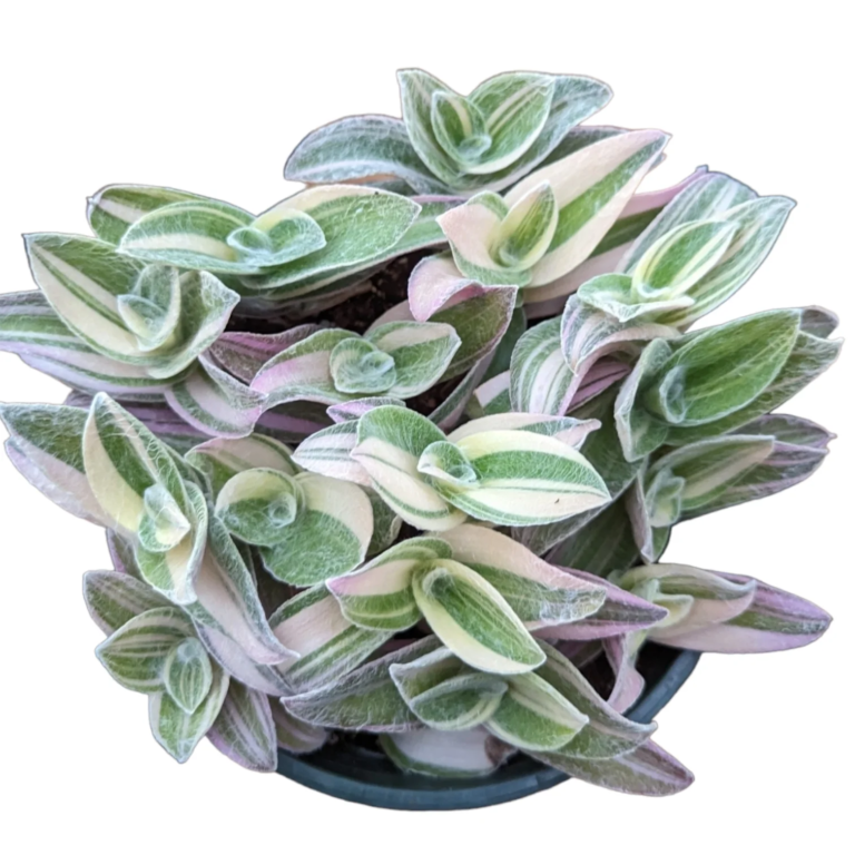 31 Fuzzy Succulent Plants that make you go "Awww!"