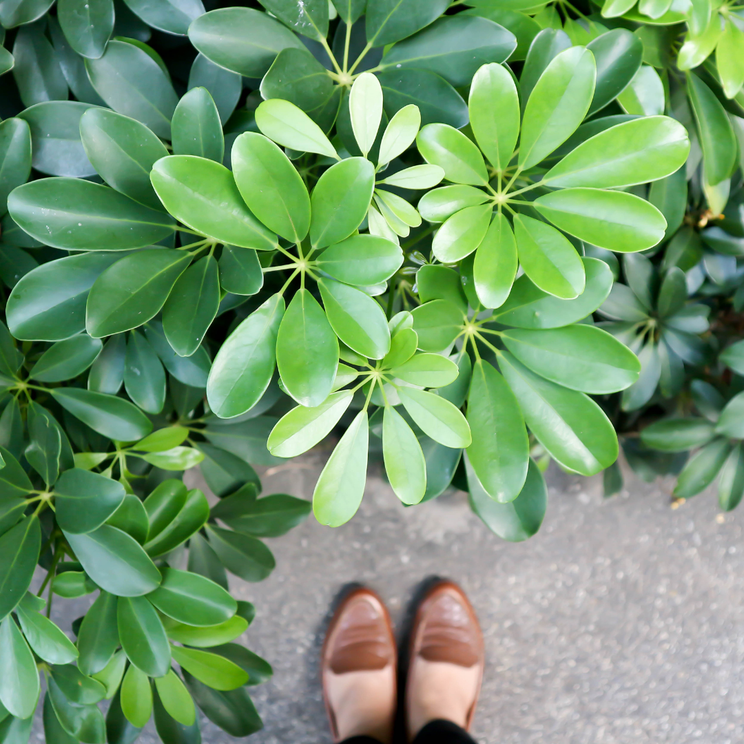 The Complete Beginner's Guide to Care for an Umbrella Plant