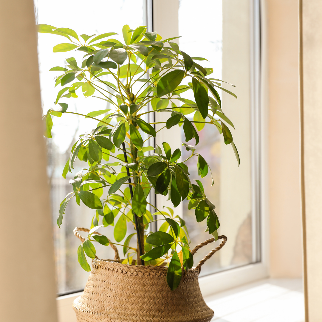 The Complete Beginner's Guide to Care for an Umbrella Plant