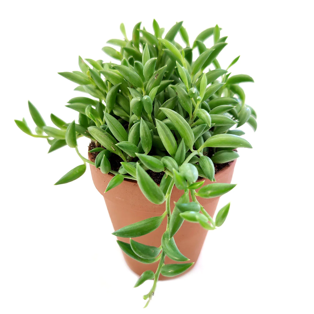30 Best Indoor Plants to Create a Chic Boho Interior - The Girl with a ...