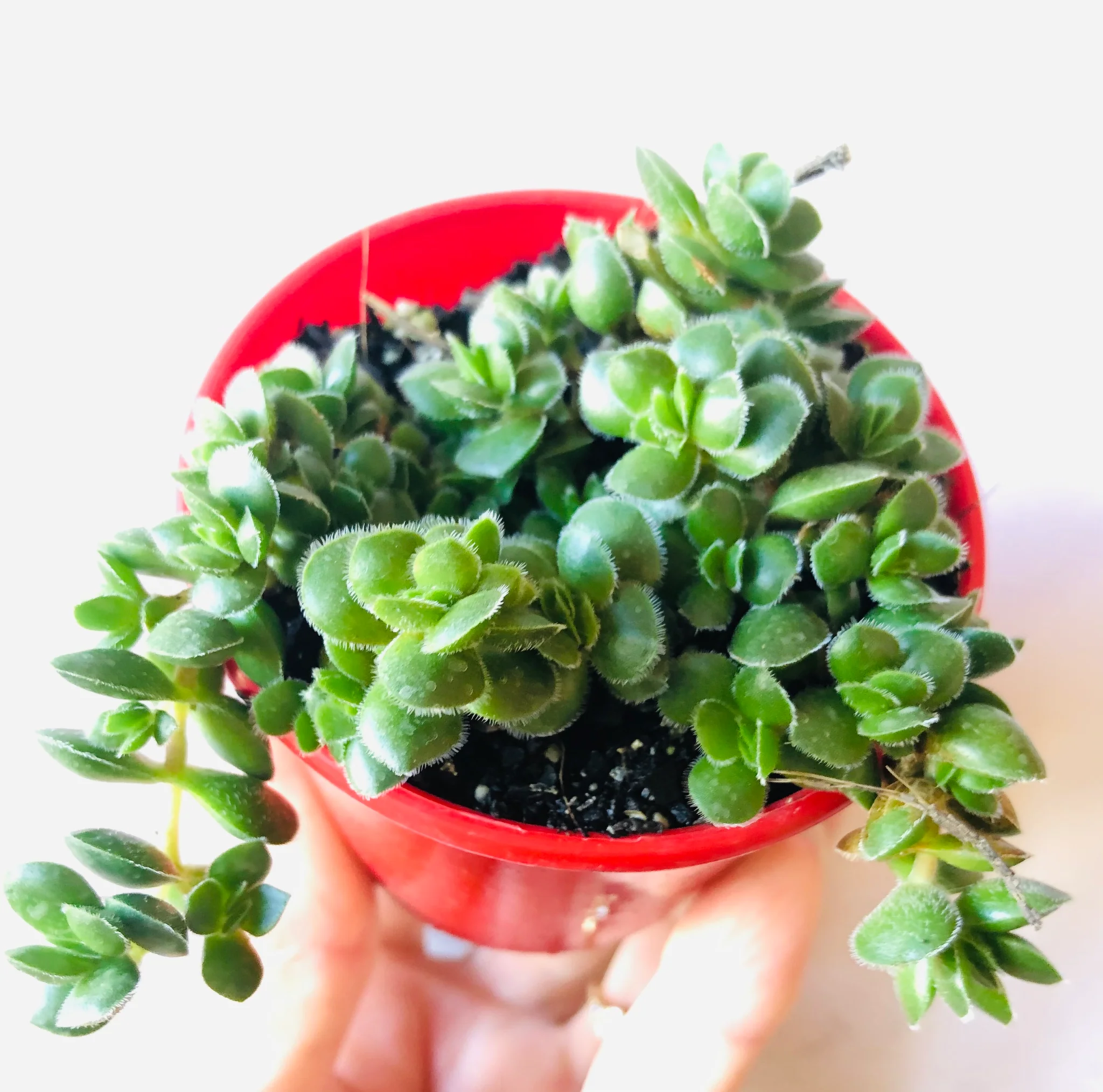 31 Fuzzy Succulent Plants that make you go "Awww!"